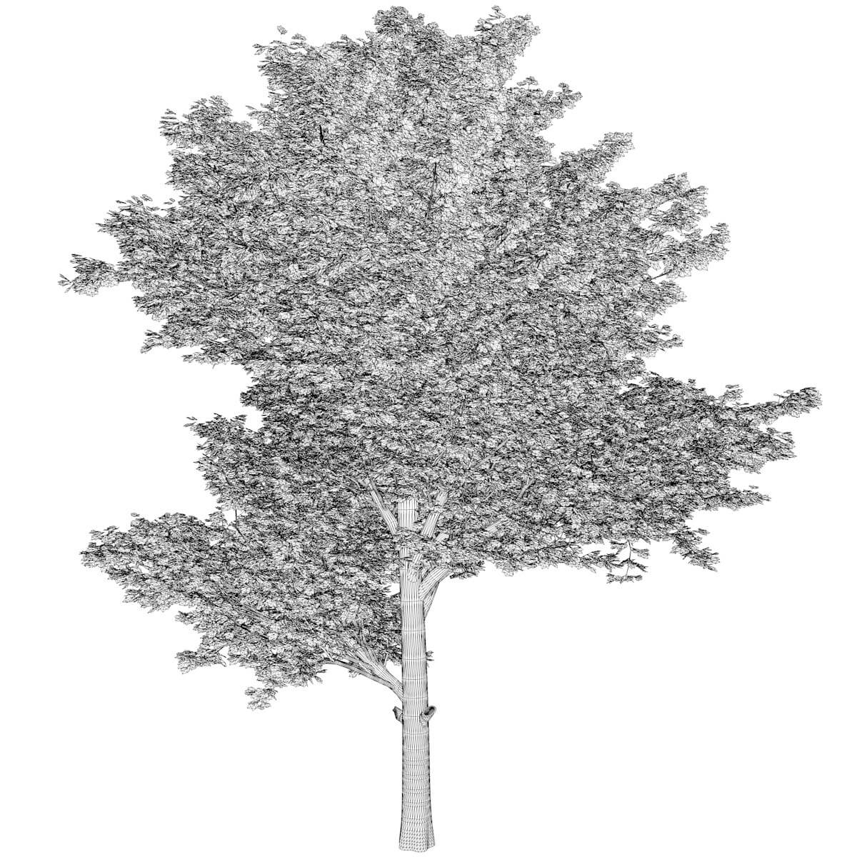 Red Maple Tree Collection by AntonioKowatsch