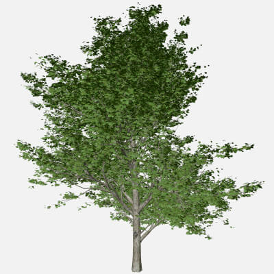 Red Maple Tree #07 - 3D Model by AntonioKowatsch