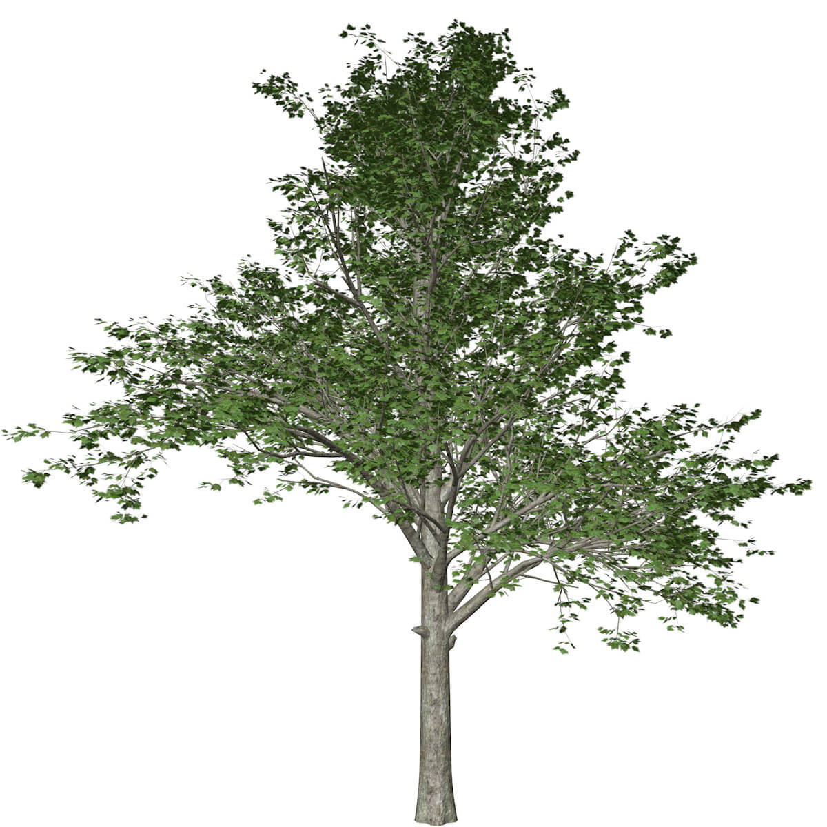 Red Maple Tree Collection by AntonioKowatsch