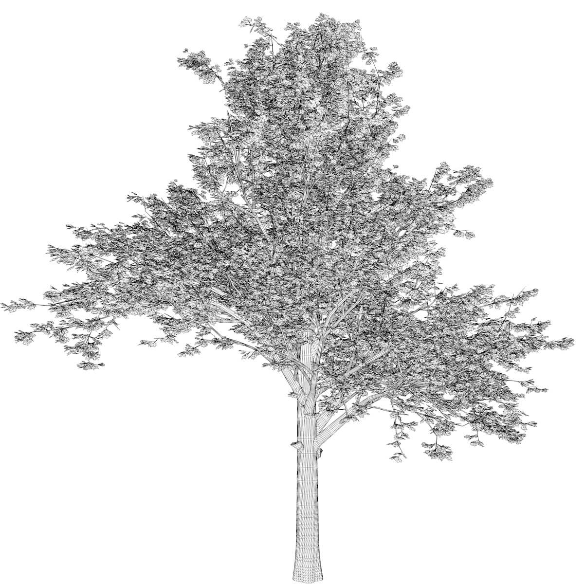 red-maple-tree-08-3d-model-by-antoniokowatsch