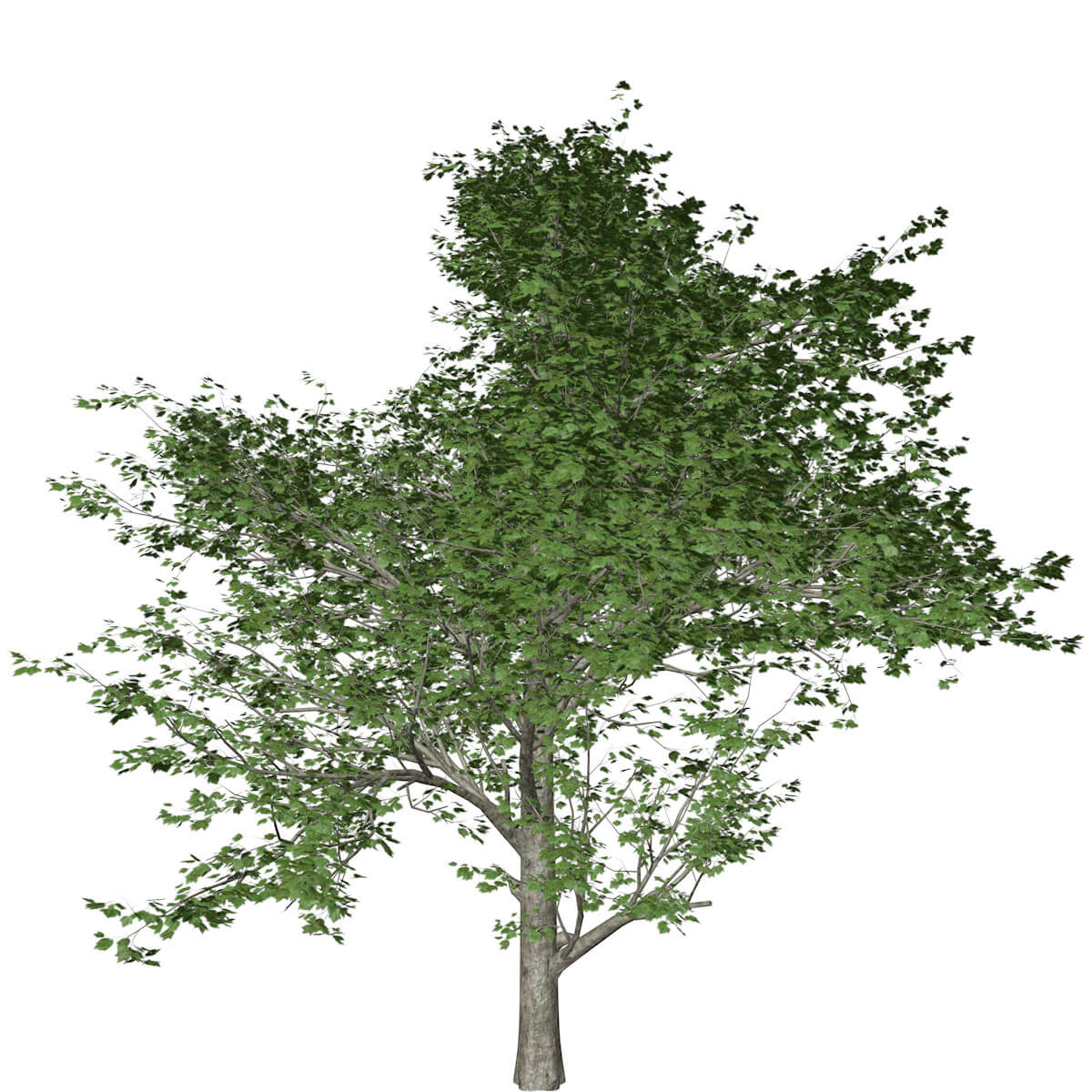 Red Maple Tree #09 - 3D Model by AntonioKowatsch