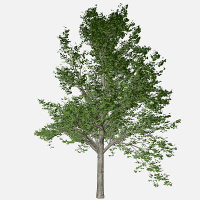 3D Models | Trees | Maple Trees | RenderHub