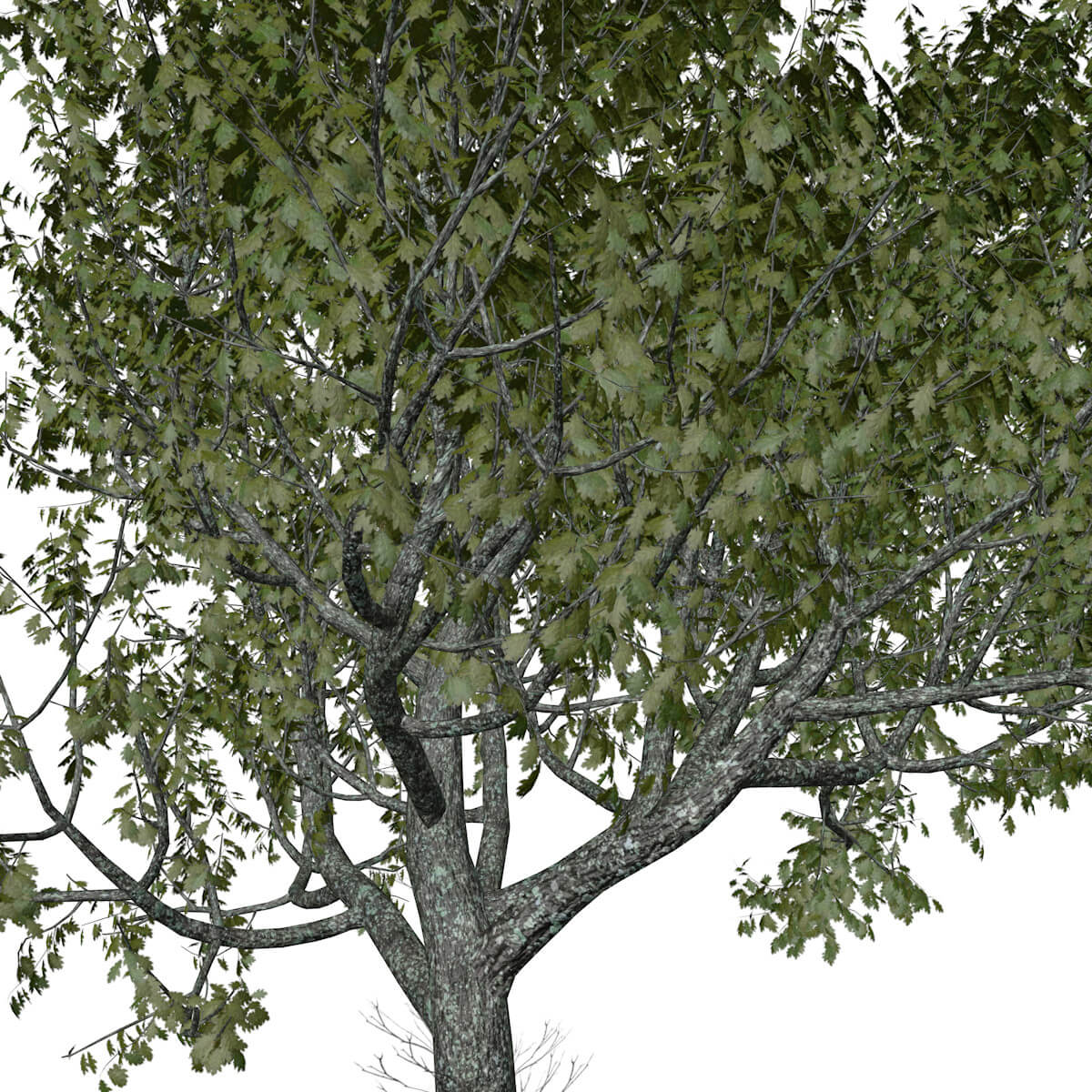 Red Oak Tree Collection by AntonioKowatsch