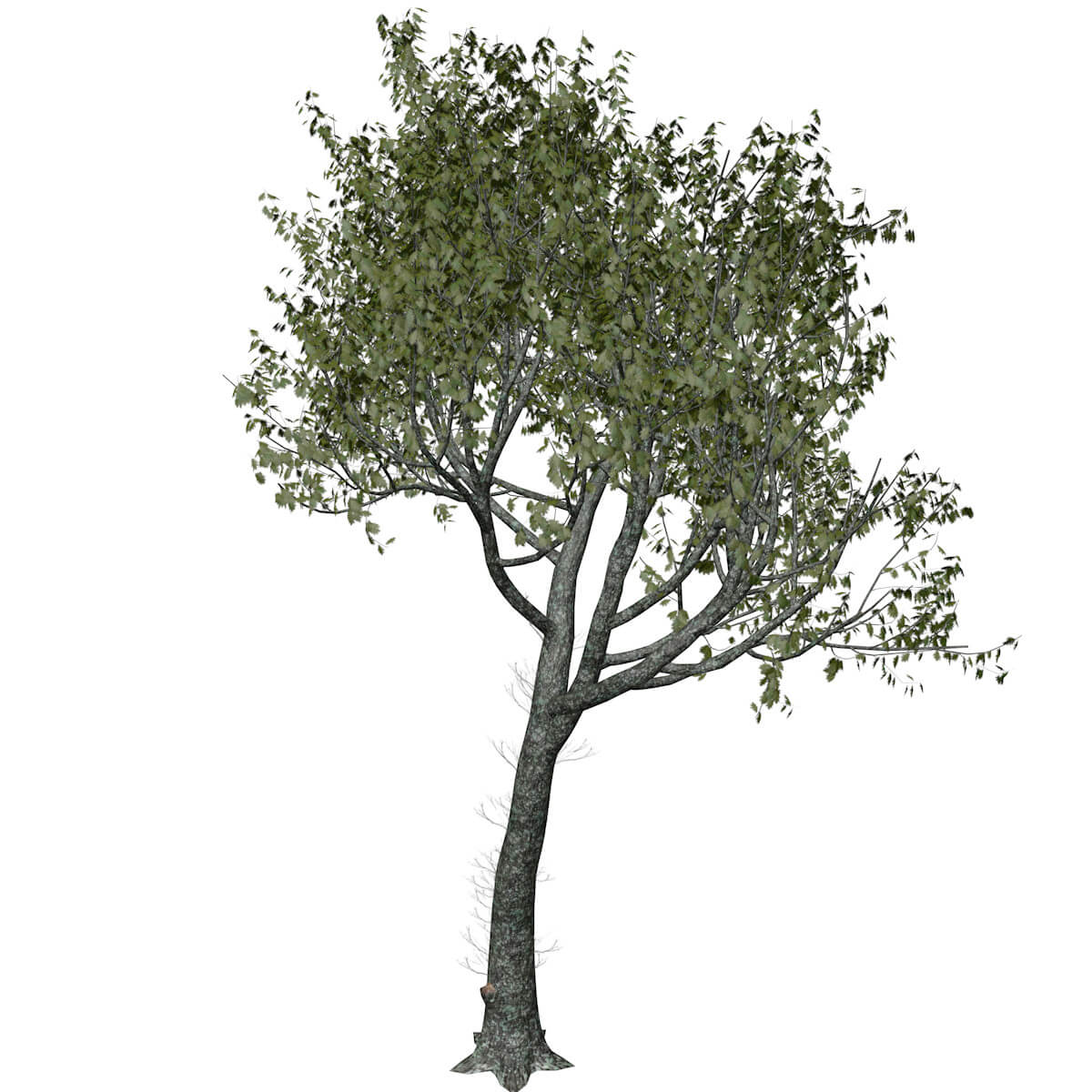 Red Oak Tree Collection by AntonioKowatsch