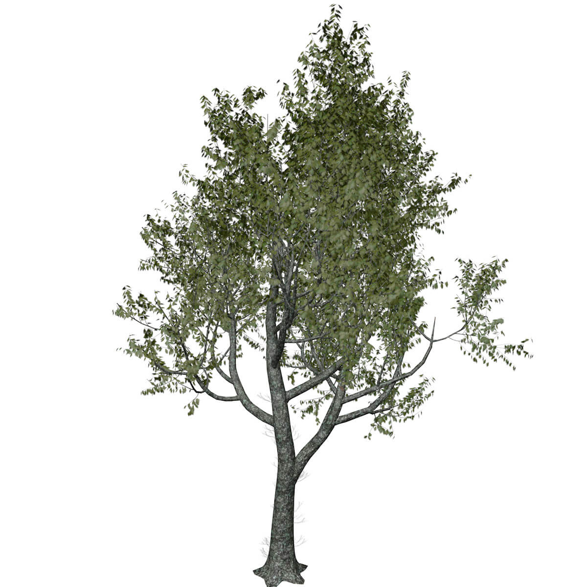 Red Oak Tree Collection by AntonioKowatsch