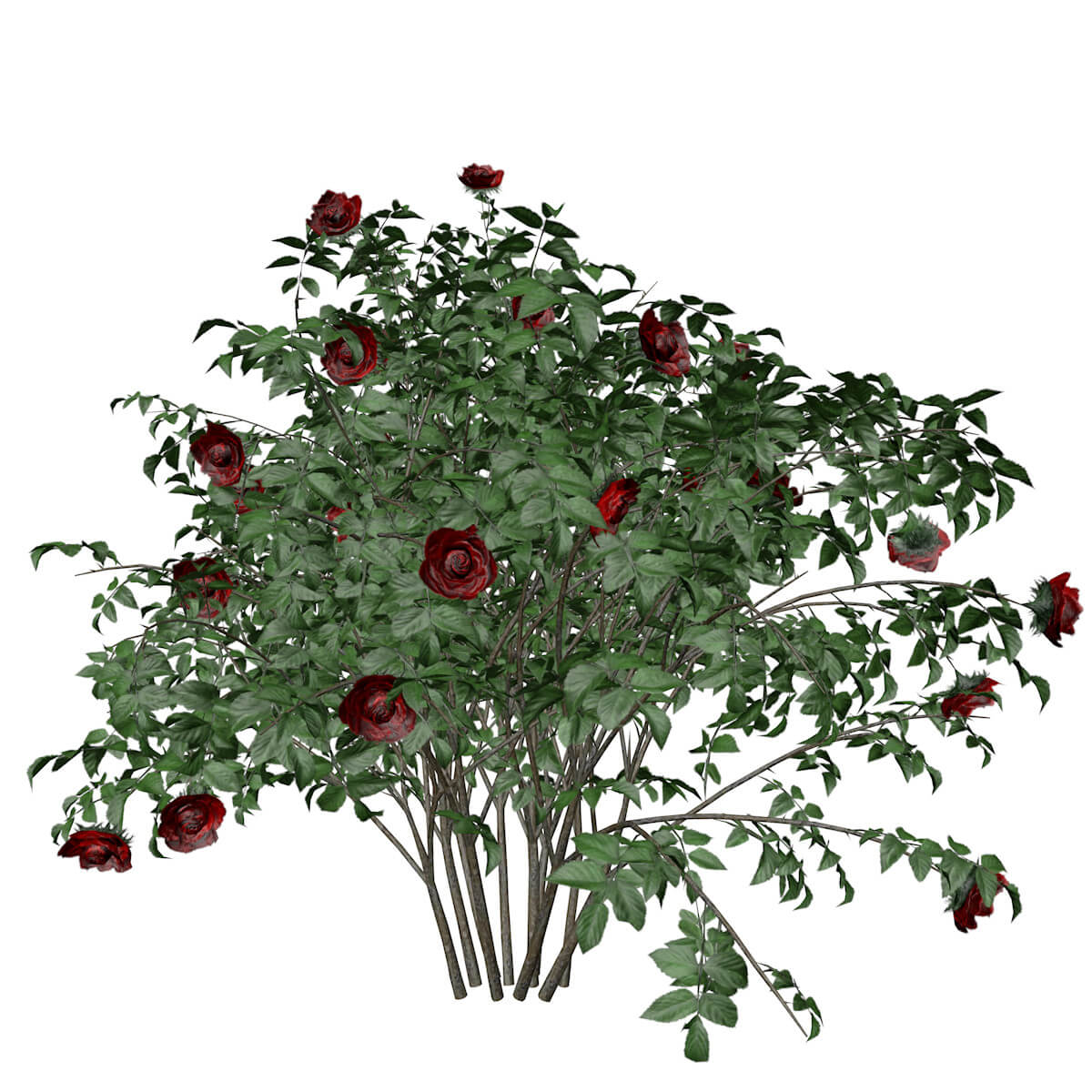 Rose Bush Clip Art