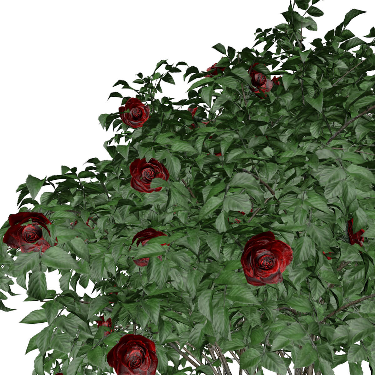 Red Rose Bush Collection by AntonioKowatsch