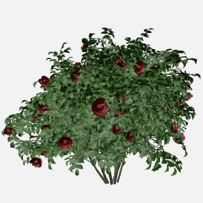 Red Rose Bush #03 - 3D Model by AntonioKowatsch