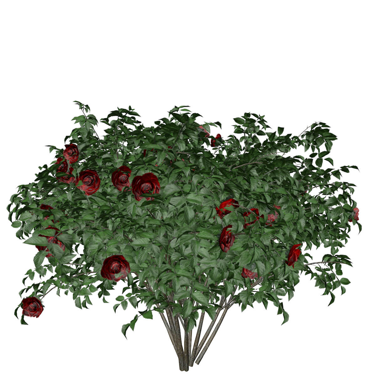 Red Rose Bush Collection by AntonioKowatsch