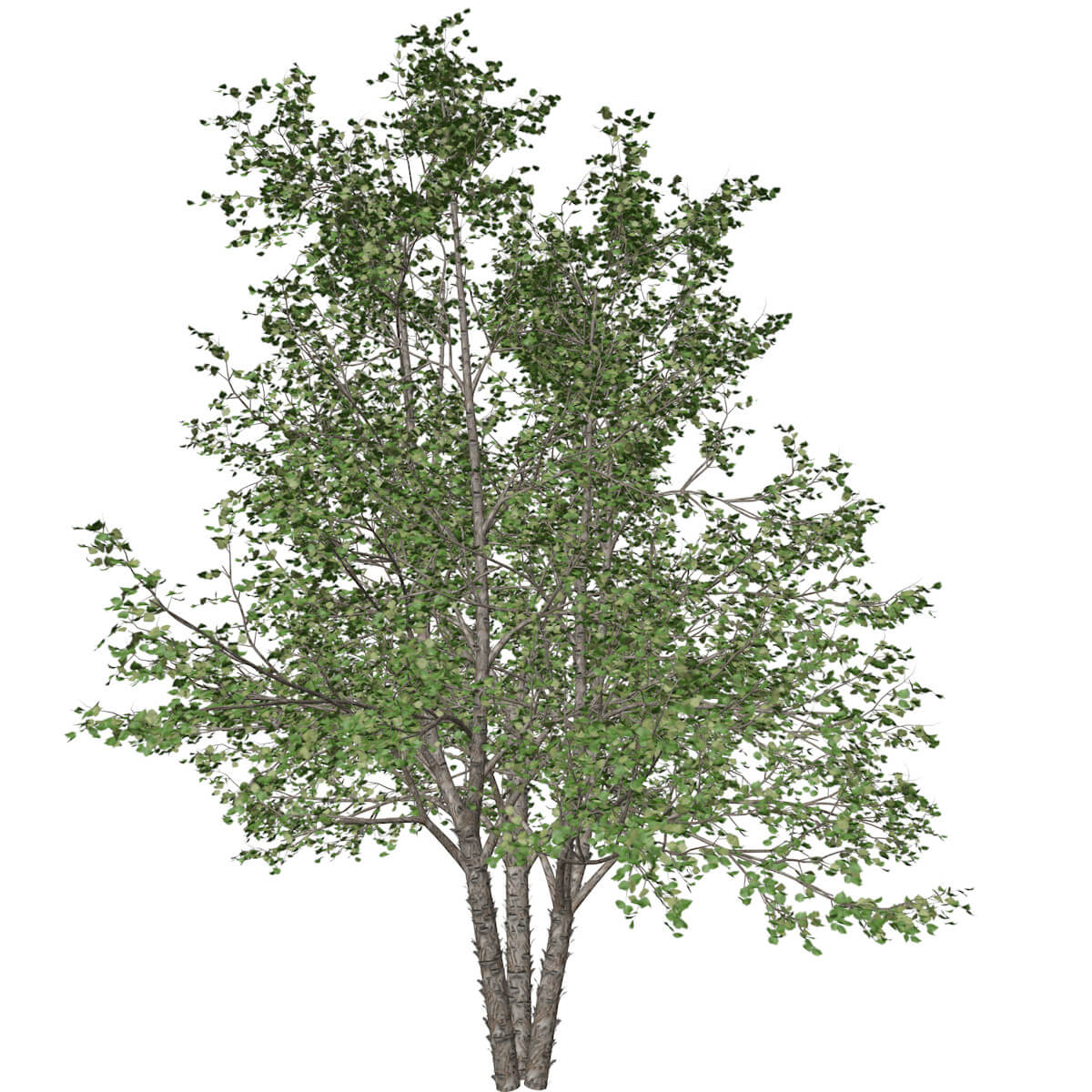 River Birch Tree #02 - 3D Model by AntonioKowatsch