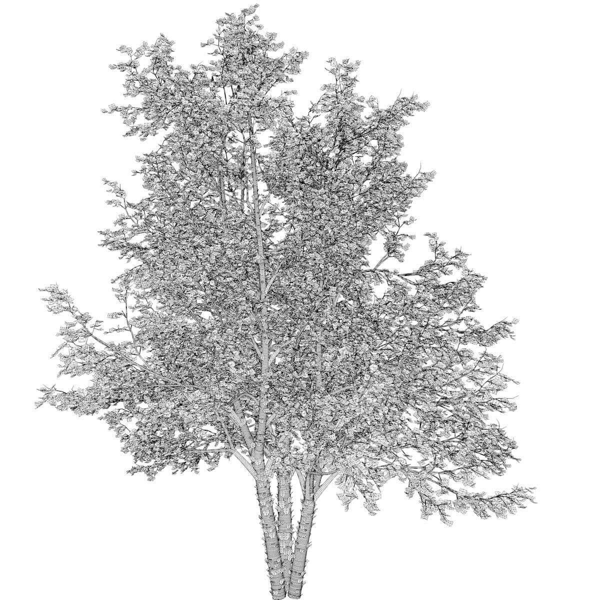 River Birch Tree #02 - 3D Model by AntonioKowatsch