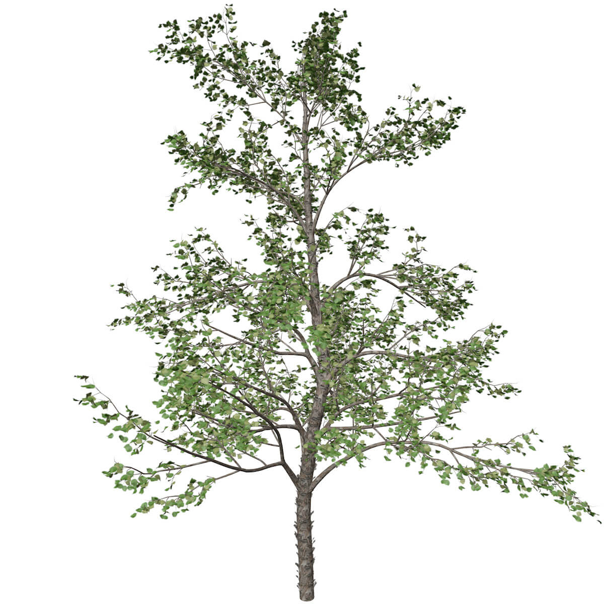 River Birch Tree #03 - 3D Model by AntonioKowatsch