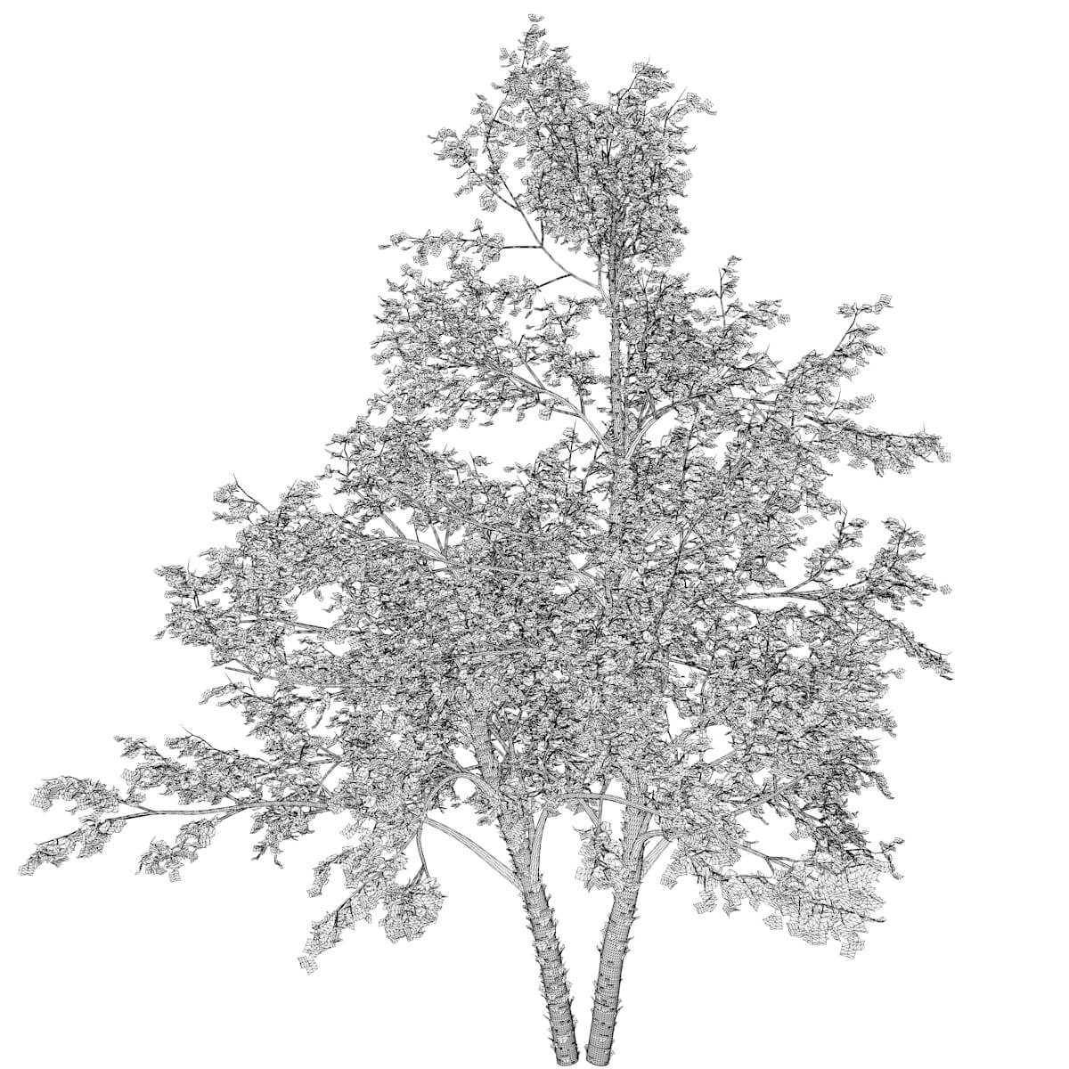 River Birch Tree #05 - 3D Model by AntonioKowatsch