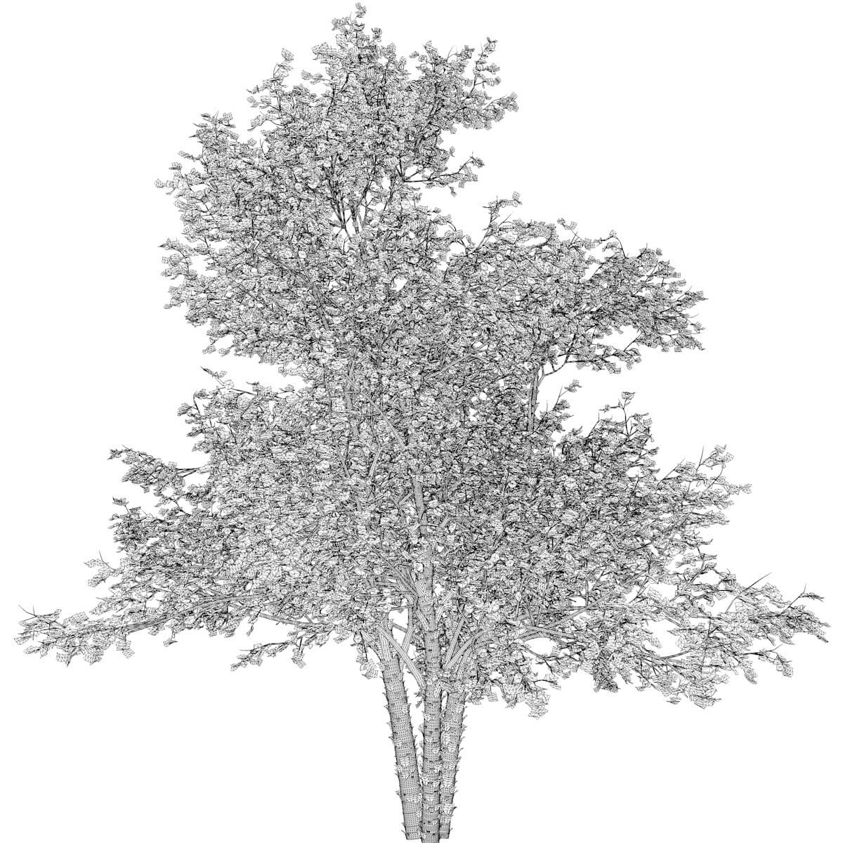 River Birch Tree #06 - 3D Model by AntonioKowatsch