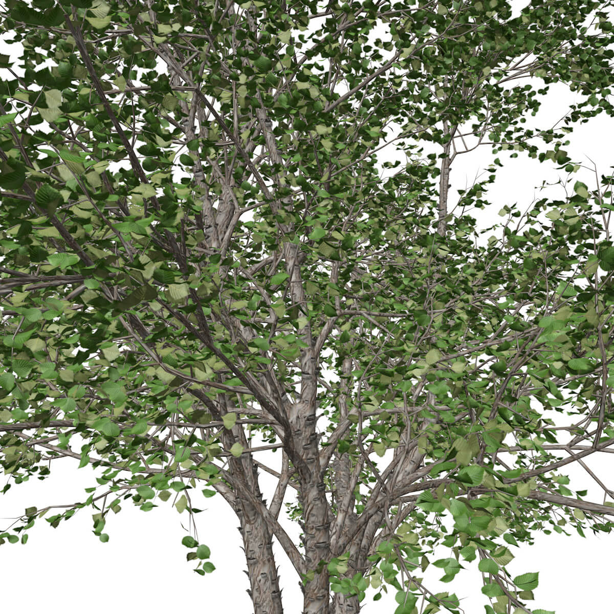 River Birch Tree #06 - 3D Model by AntonioKowatsch