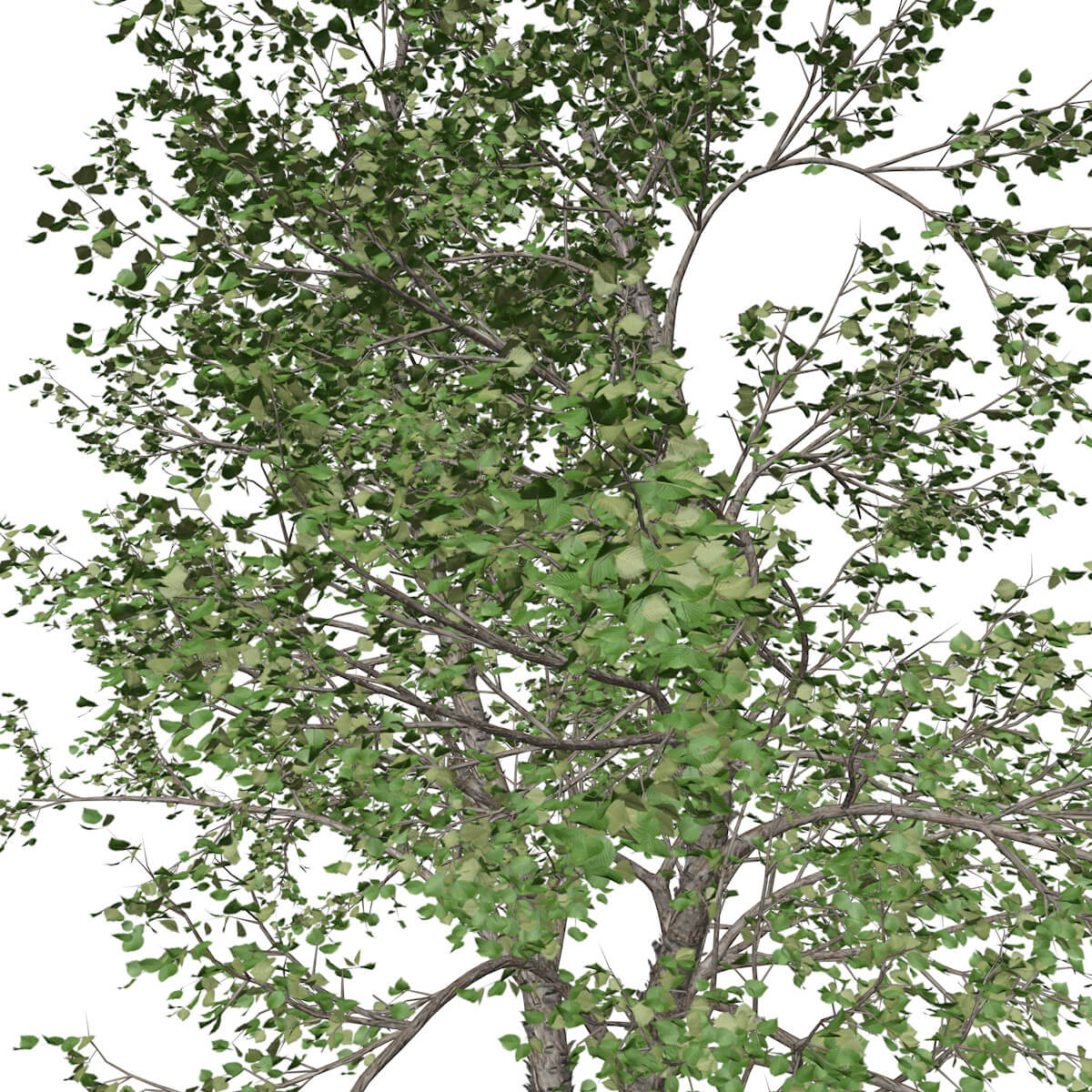 River Birch Tree Collection by AntonioKowatsch