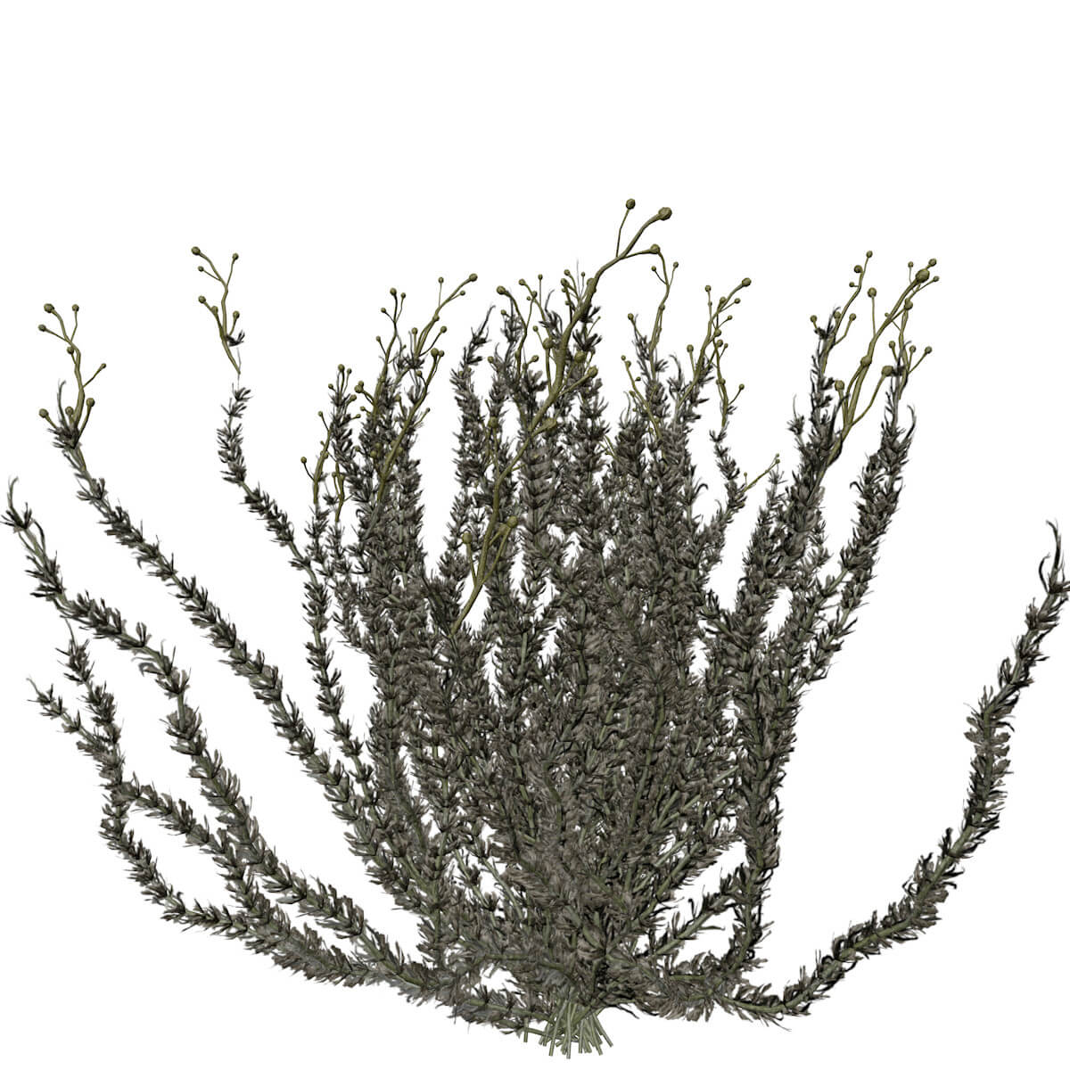 Desert Bush Texture