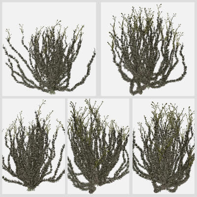 Sagebrush Bush Collection by AntonioKowatsch