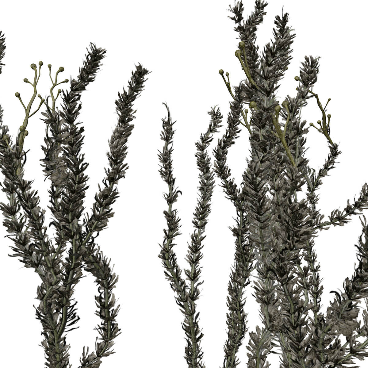 Sagebrush Shrub #01 - 3D Model by AntonioKowatsch