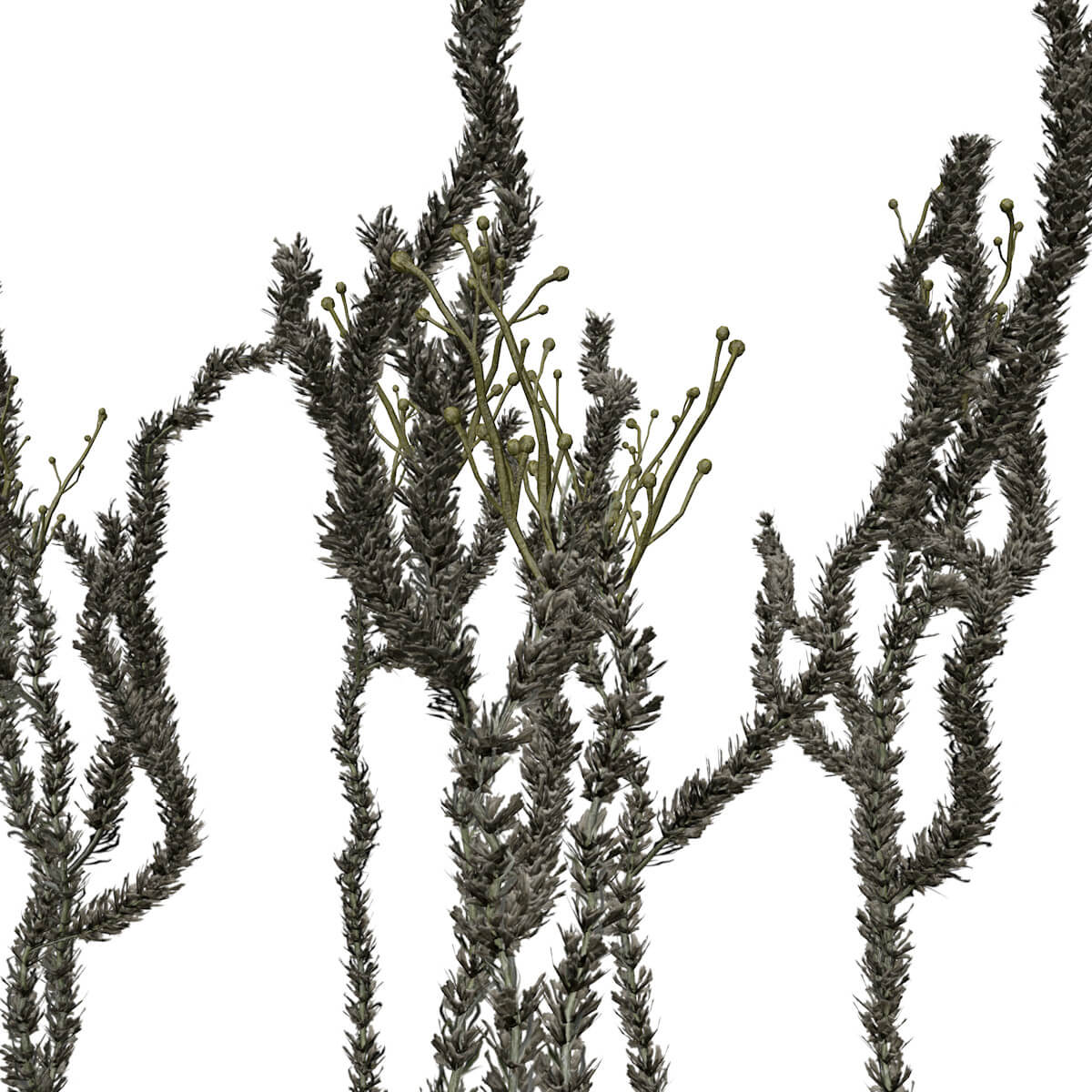 Sagebrush Shrub #02 - 3D Model by AntonioKowatsch