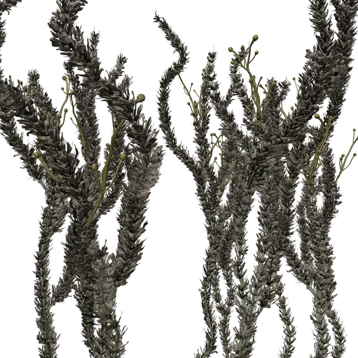 Sagebrush Shrub #03 - 3D Model by AntonioKowatsch