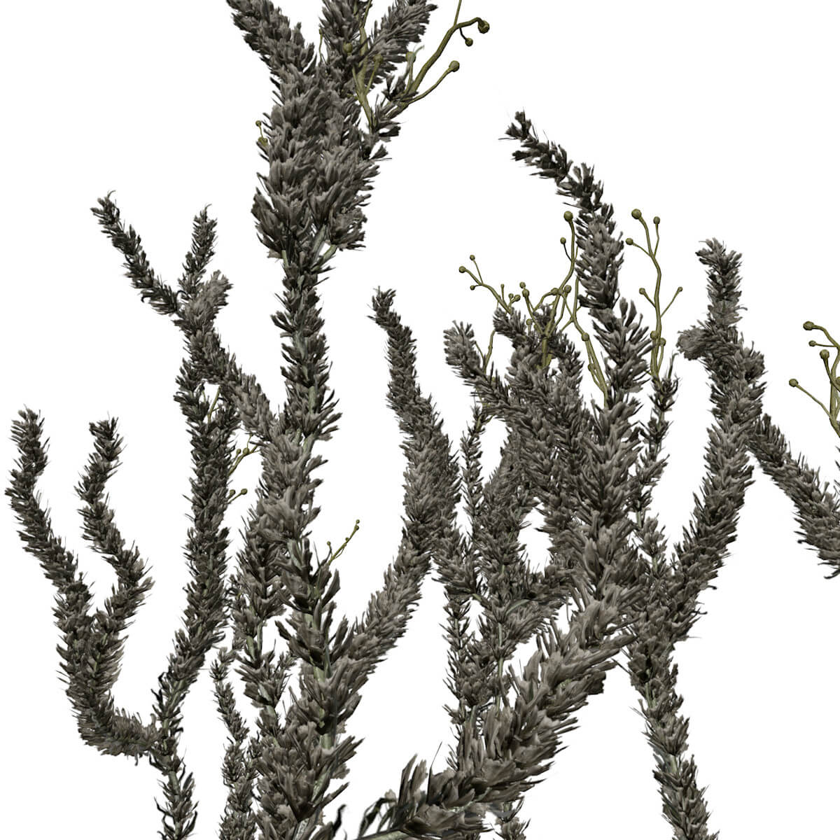 Sagebrush Shrub #04 - 3D Model by AntonioKowatsch