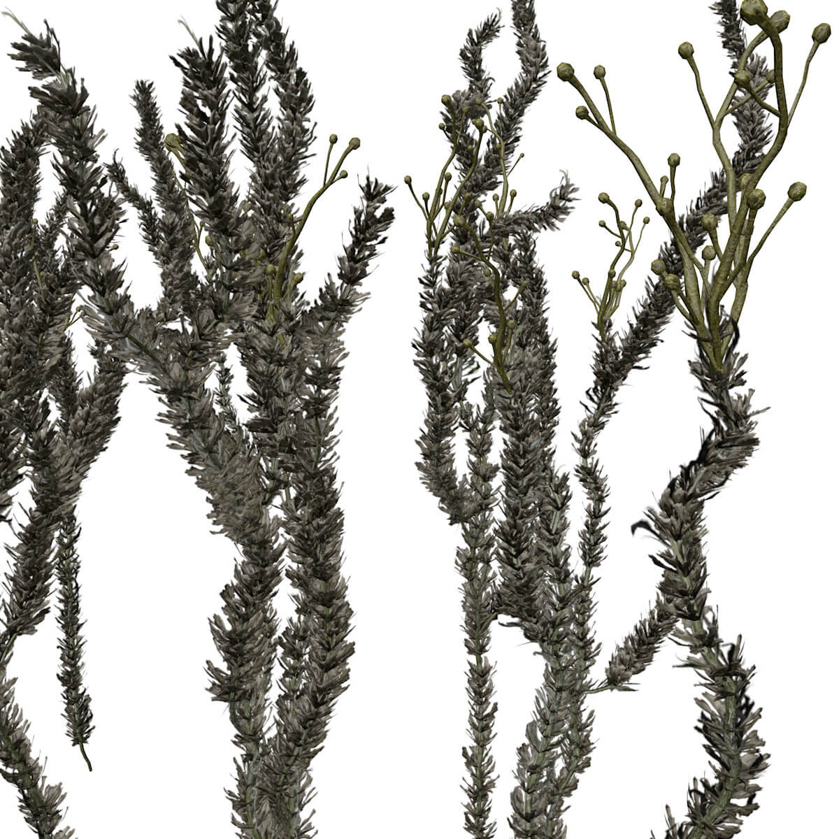 Sagebrush Shrub #05 - 3D Model by AntonioKowatsch