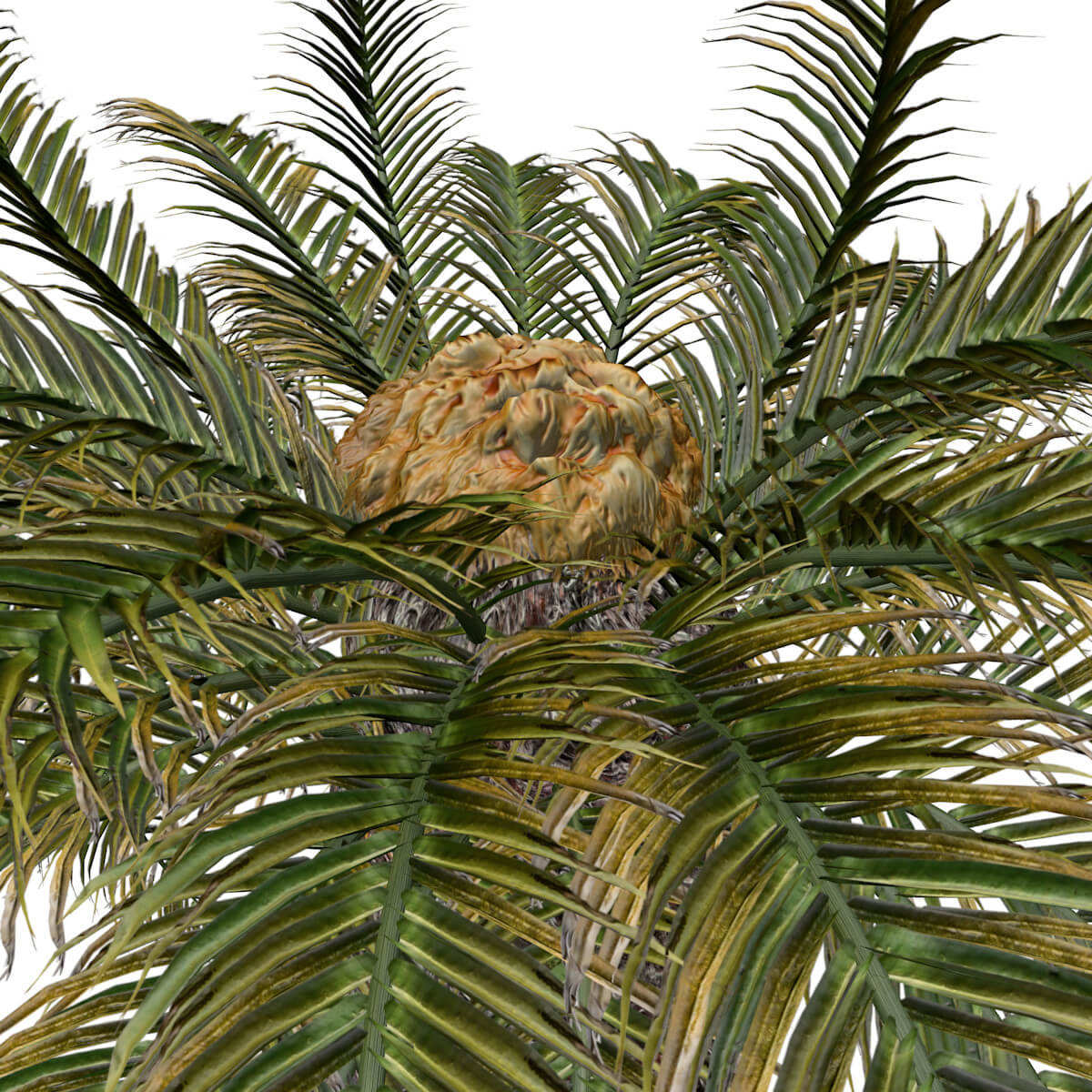 Sago Palm Tree Collection by AntonioKowatsch