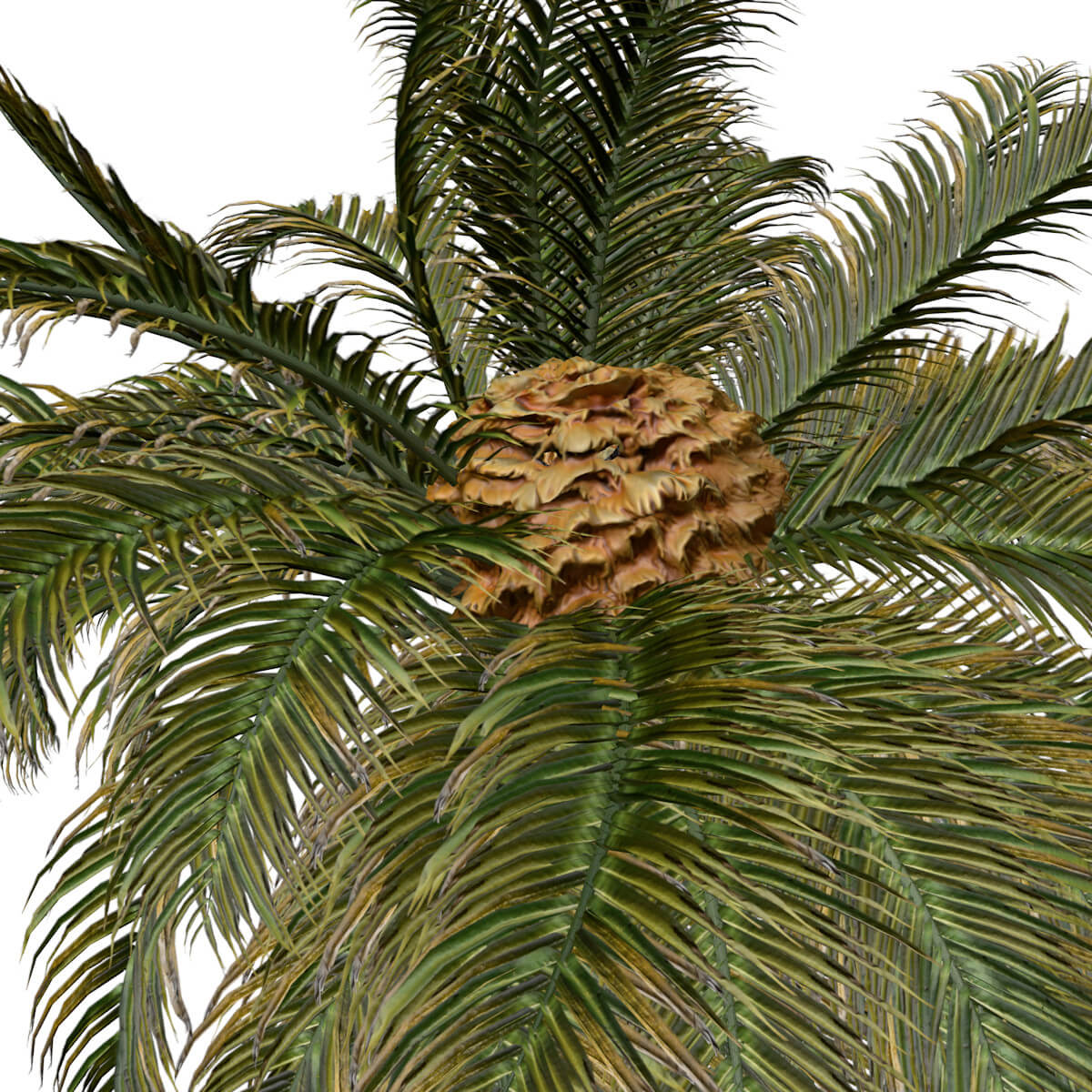 Sago Palm #03 - 3D Model by AntonioKowatsch