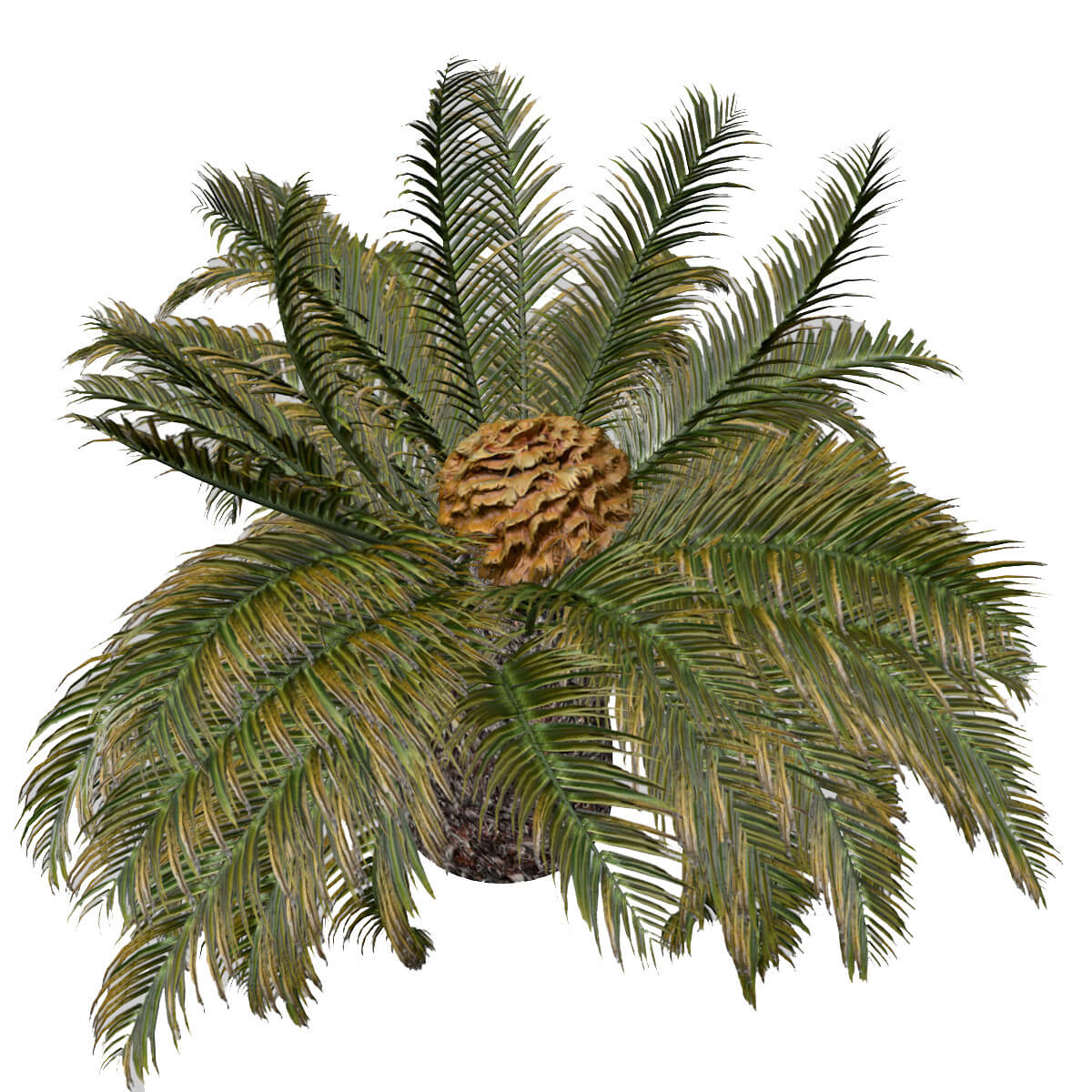 Sago Palm Tree Collection by AntonioKowatsch