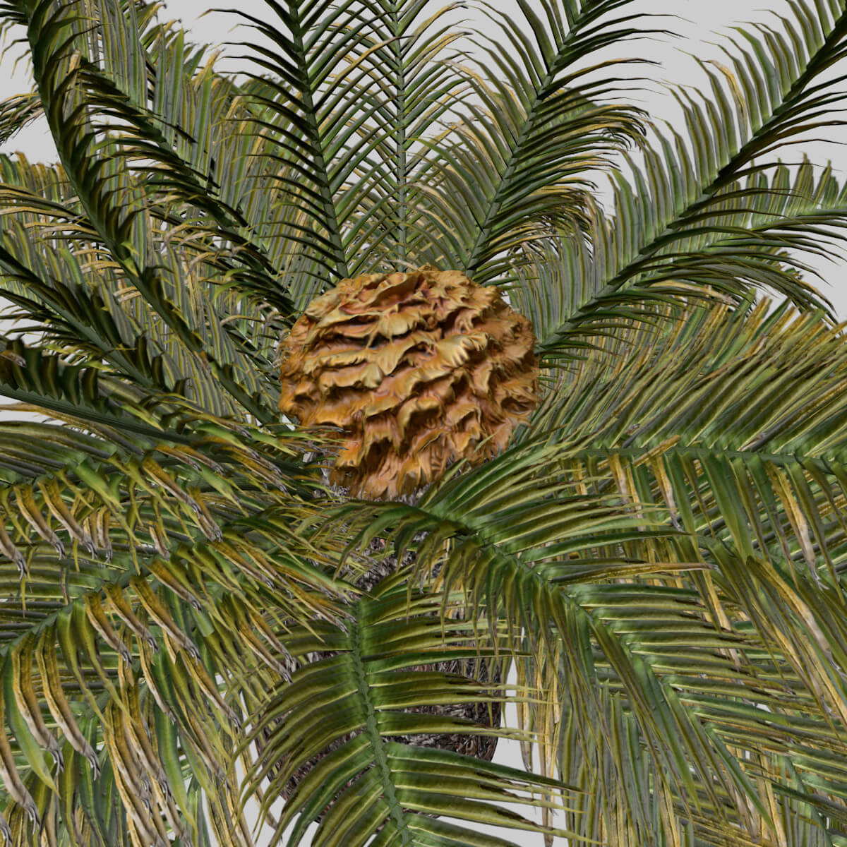 Sago Palm Tree Collection by AntonioKowatsch
