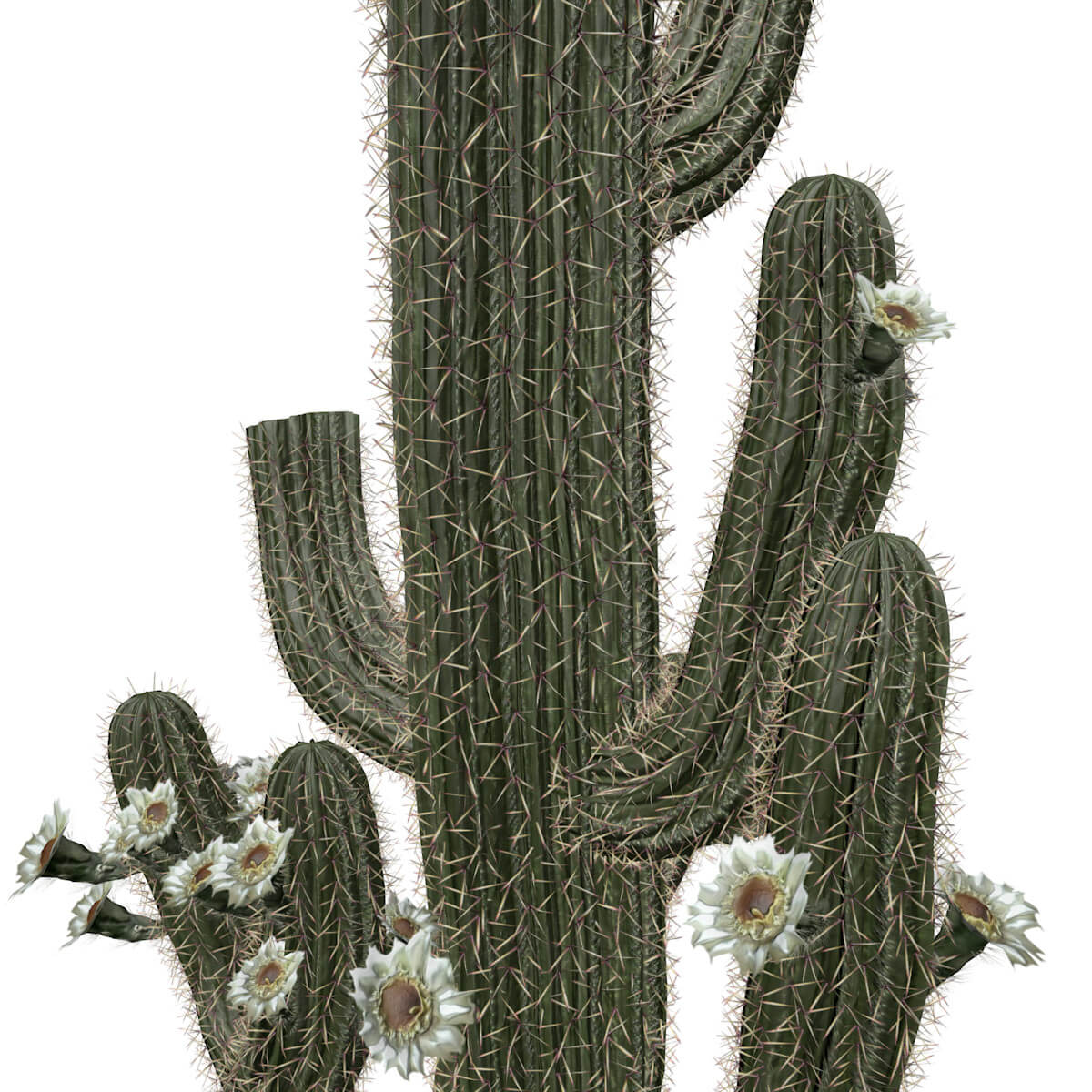 Saguaro Cactus Plant Collection by AntonioKowatsch