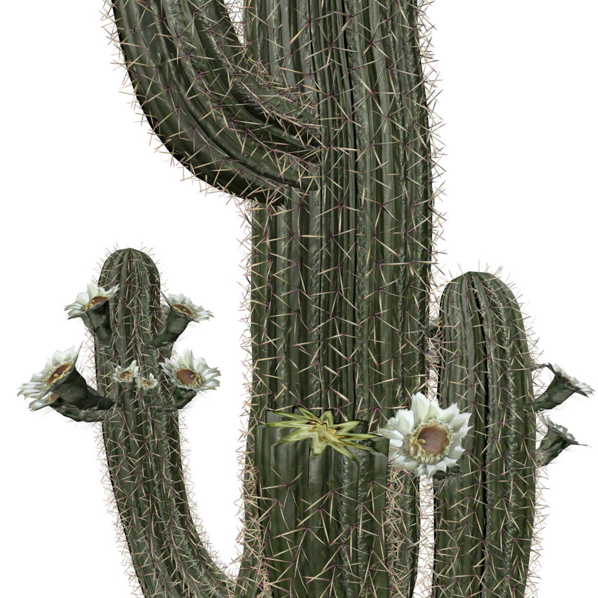 Saguaro Cactus #06 - 3D Model by AntonioKowatsch