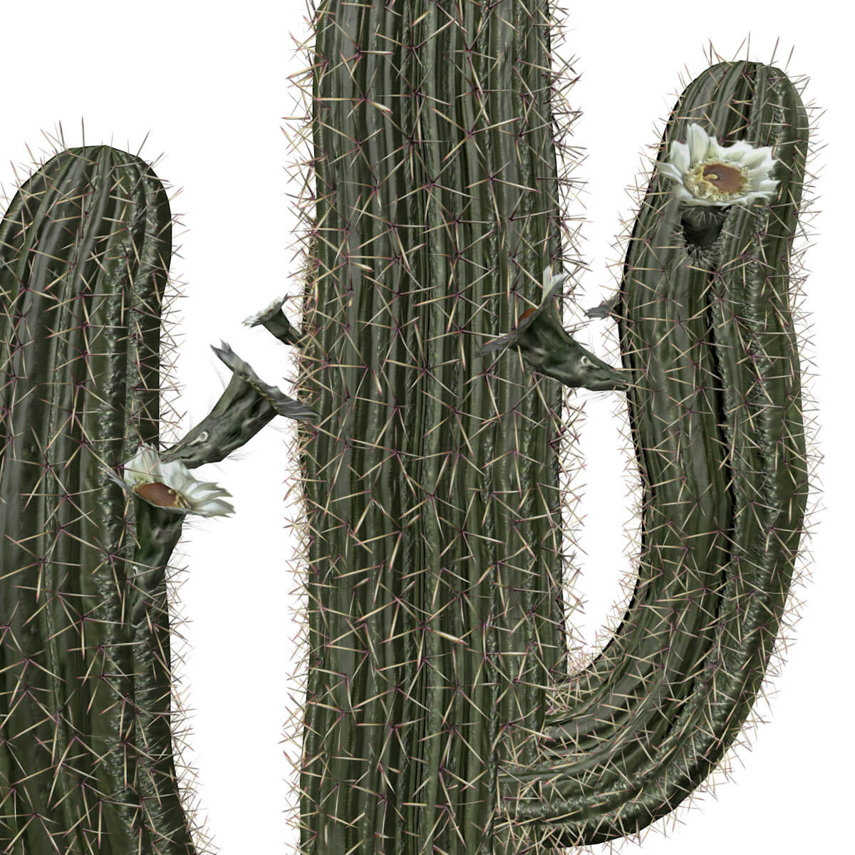 Saguaro Cactus #10 - 3D Model by AntonioKowatsch