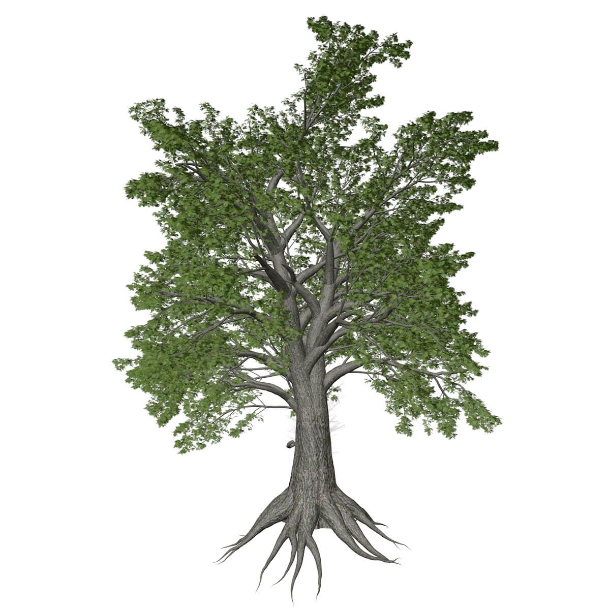 Sassafras Tree #02 - 3D Model by AntonioKowatsch