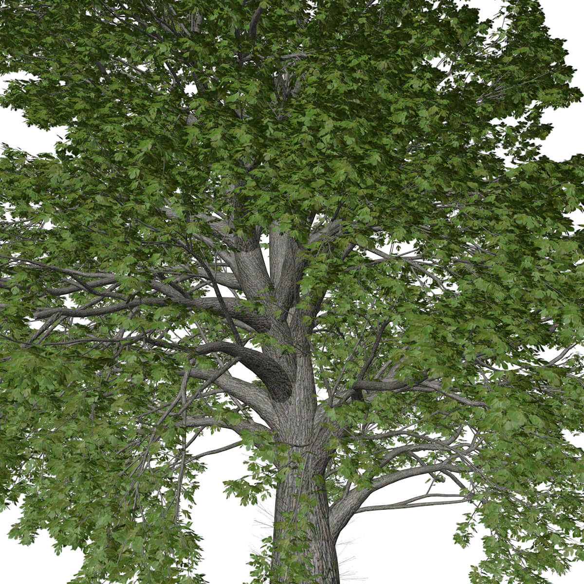 Sassafras Tree Collection by AntonioKowatsch