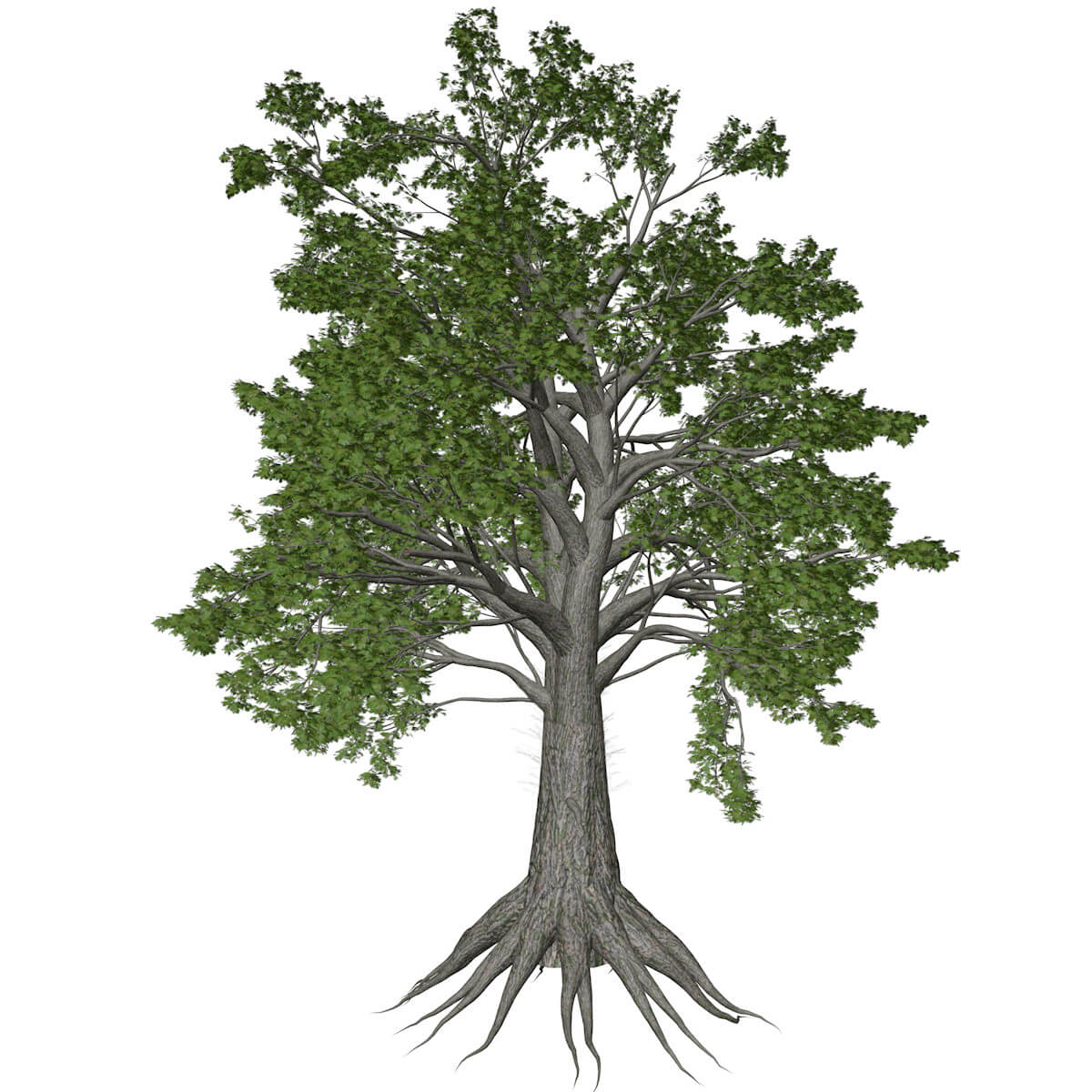 Sassafras Tree Collection by AntonioKowatsch