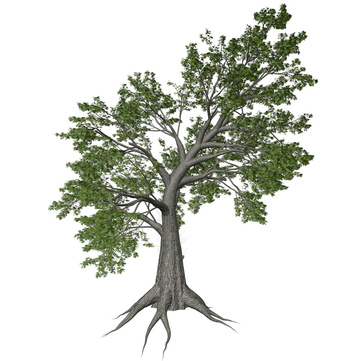 Sassafras Tree Collection by AntonioKowatsch