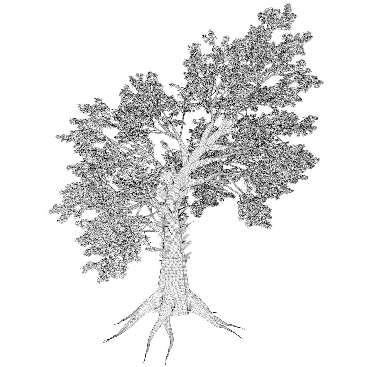 Sassafras Tree Collection by AntonioKowatsch