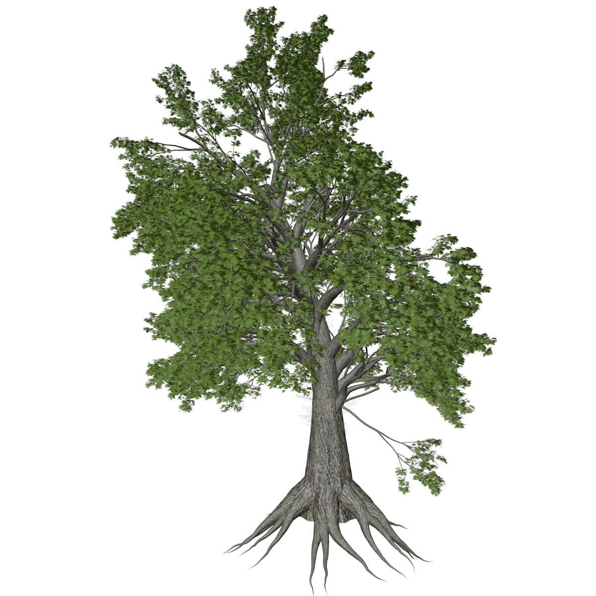 Sassafras Tree Collection by AntonioKowatsch