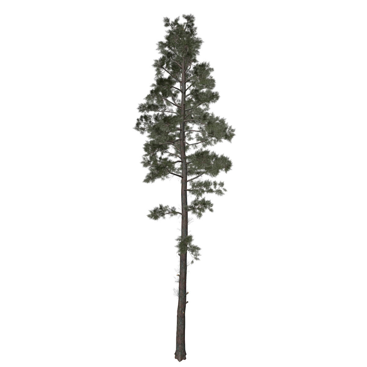 Tall Pine Tree Png