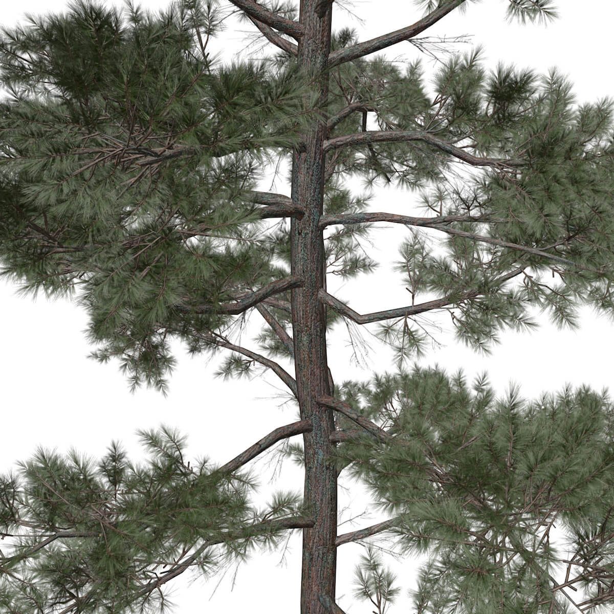 Scots Pine Tree #01 - 3D Model by AntonioKowatsch