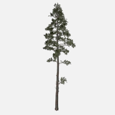 Scots Pine Tree #02 - 3D Model by AntonioKowatsch
