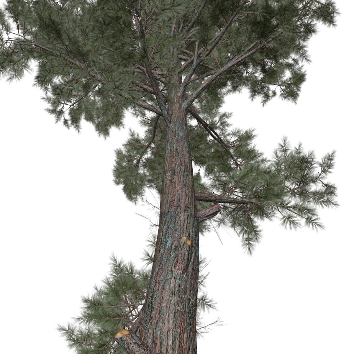 Scots Pine Tree #05 - 3D Model by AntonioKowatsch