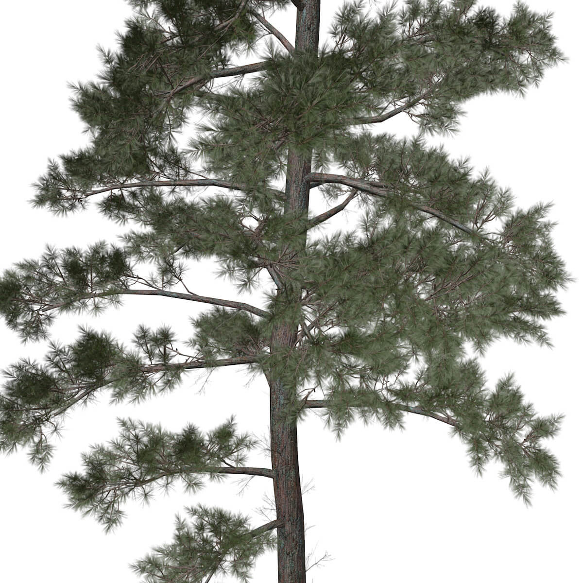 Scots Pine Tree #08 - 3D Model by AntonioKowatsch