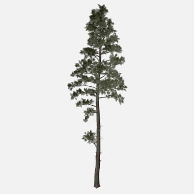 Scots Pine Tree #08 - 3D Model by AntonioKowatsch