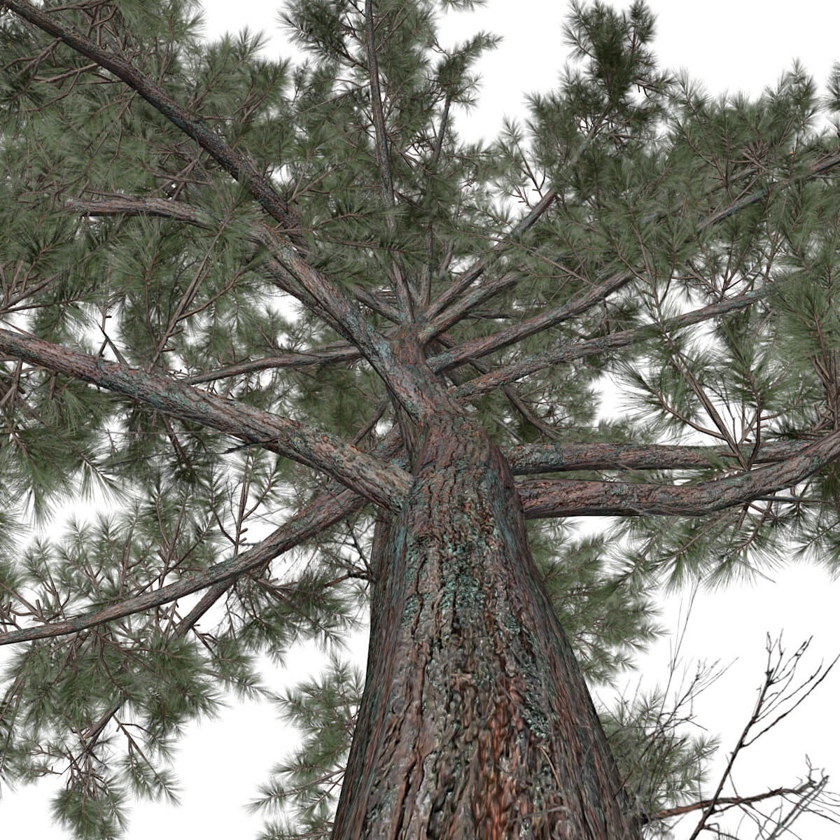 Scots Pine Tree #09 - 3D Model by AntonioKowatsch