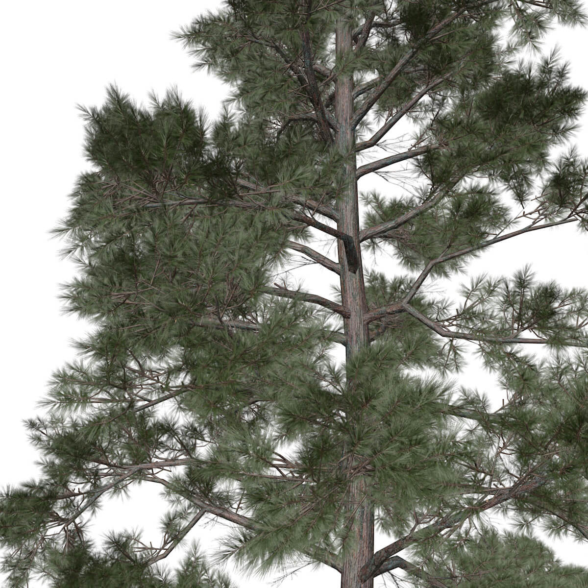 Scots Pine Tree Collection by AntonioKowatsch