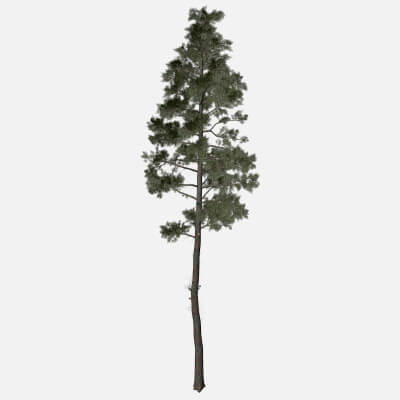 Scots Pine Tree #10 - 3D Model by AntonioKowatsch