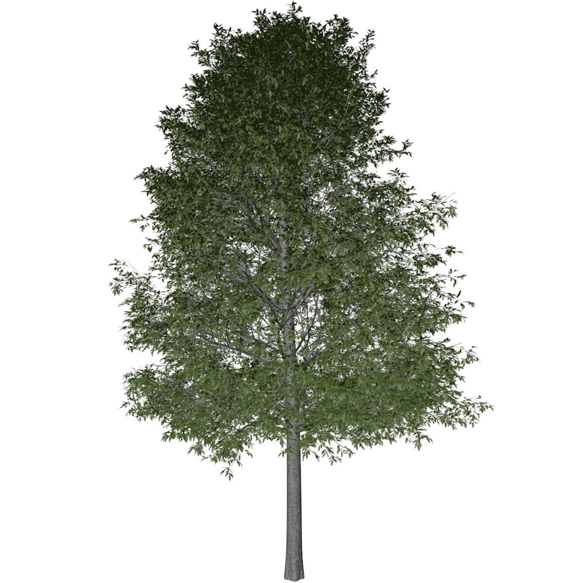 Shingle Oak Tree Collection by AntonioKowatsch